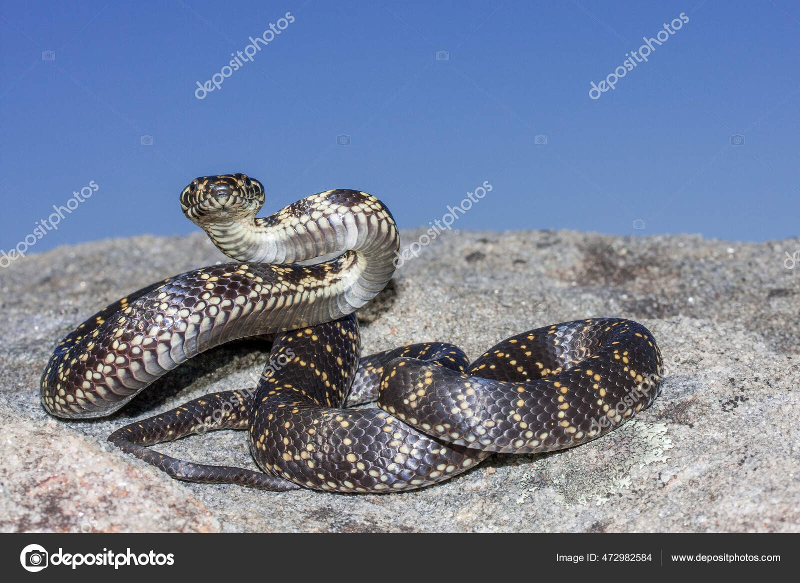 Broad Headed Snake Strike Position Stock Photo by ©kengriffiths.live ...