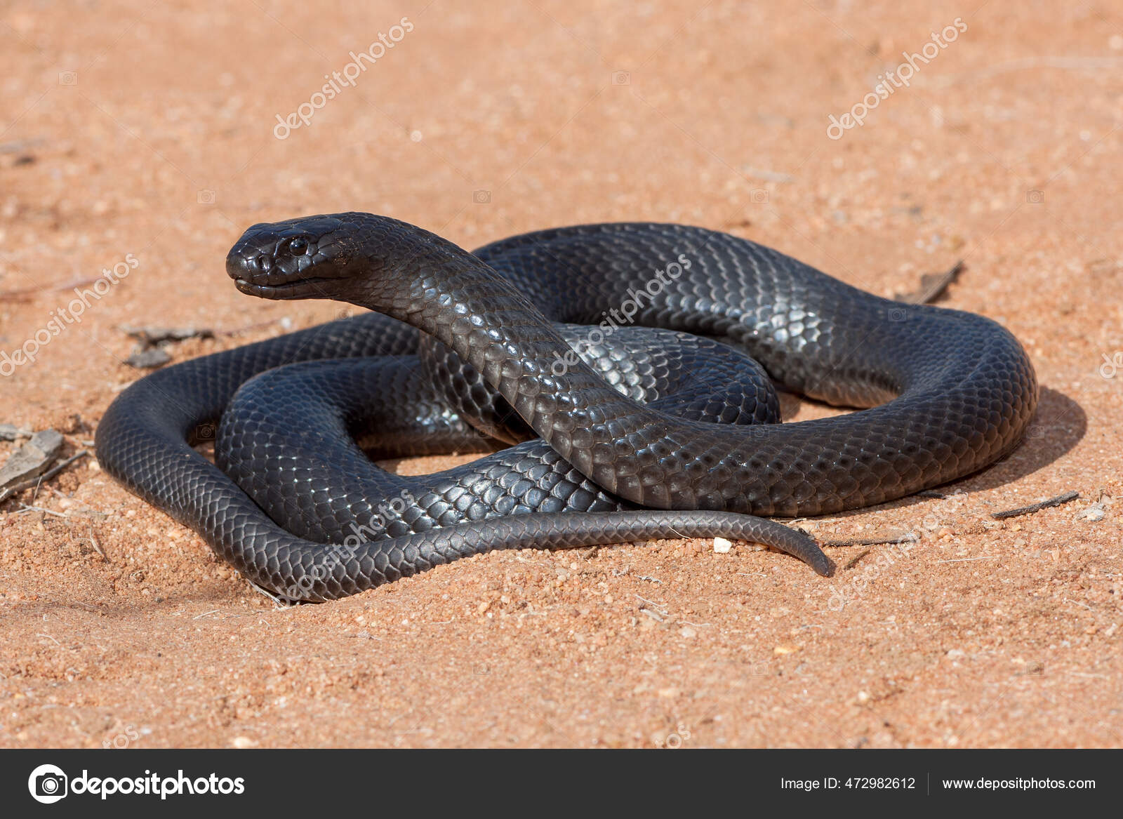 Blue Bellied Black Snake — Stock Photo © kengriffiths.live.com #472982612