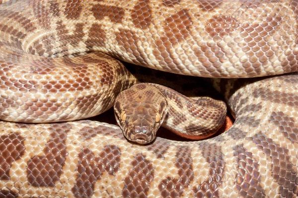 86 Flickering tongue Stock Photos, Flickering tongue Images ...