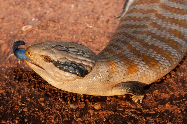 86 Flickering tongue Stock Photos, Flickering tongue Images ...