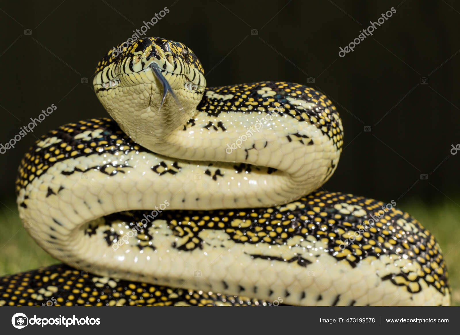 Diamond Python Defence Pose Tongue Flickering Stock Photo by ...