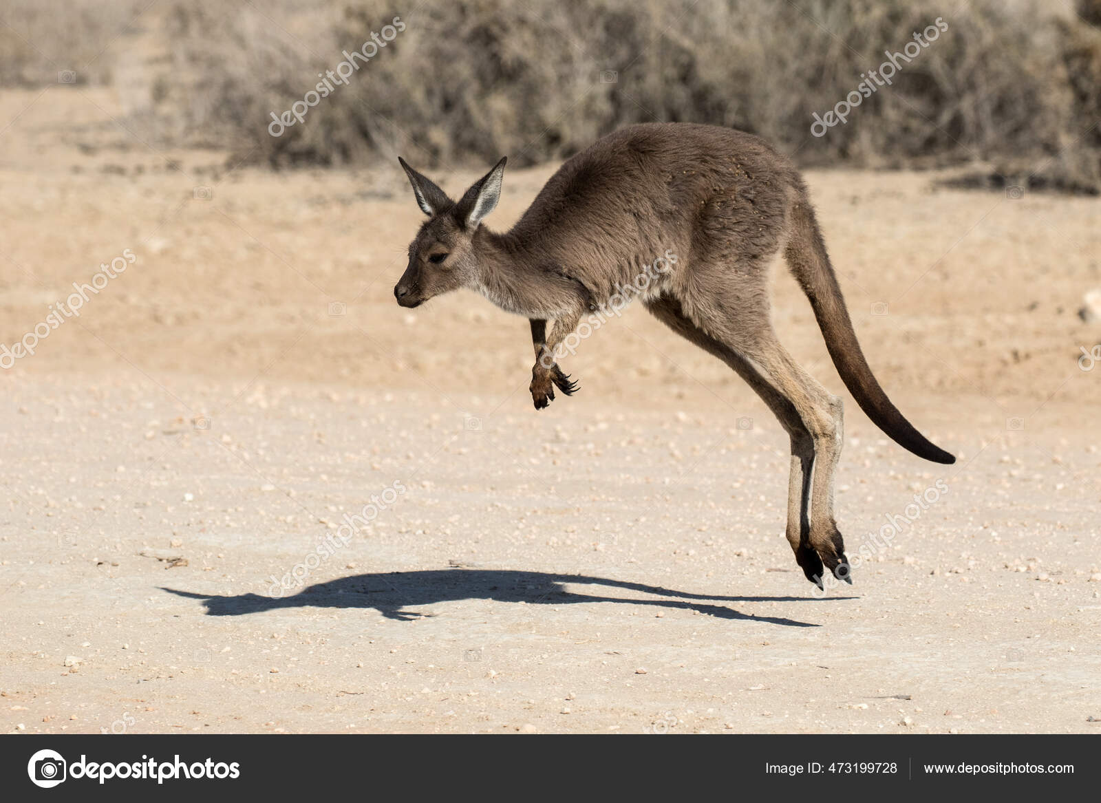 Kangaroo Hopping