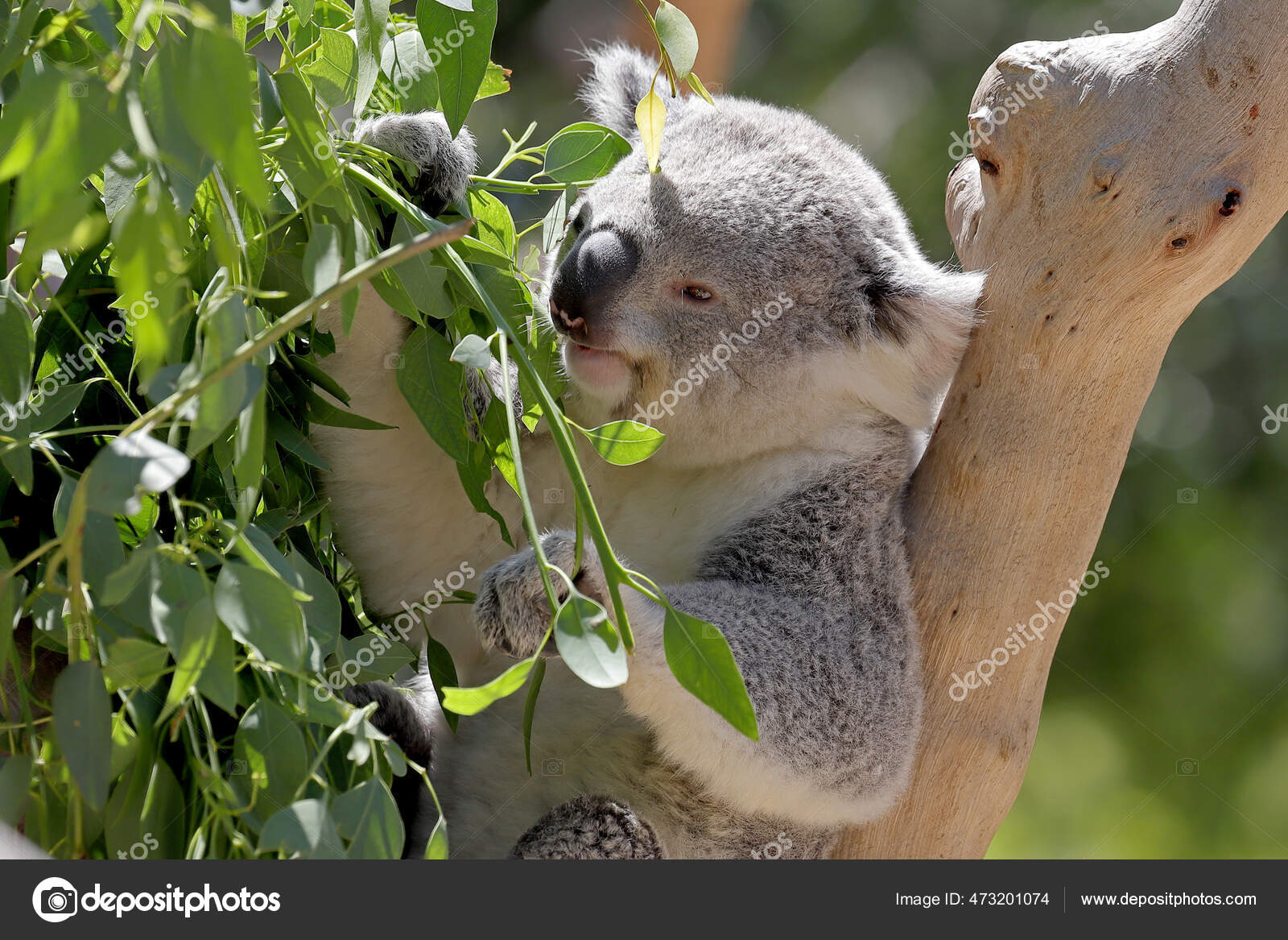 Koala Feeding Gum Leaves — Stock Photo © kengriffiths.live.com #473201074