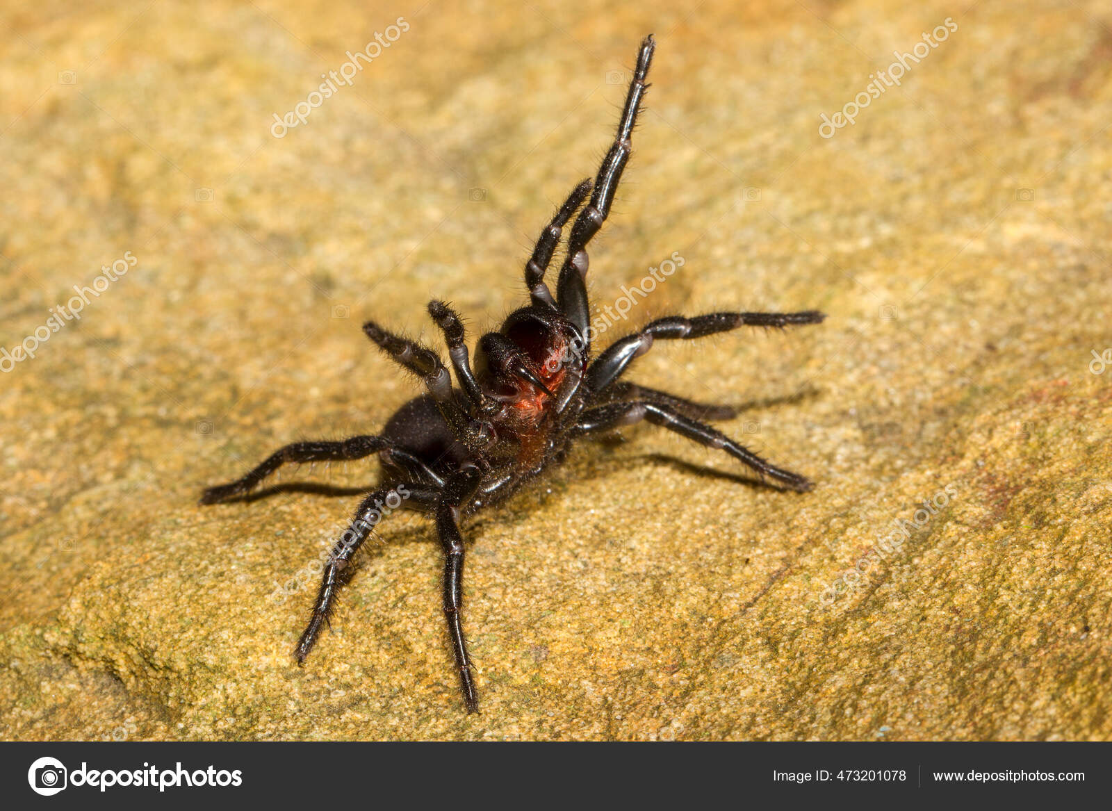 Sydney Funnel Web Spider Defensive Stance — Stock Photo © kengriffiths ...