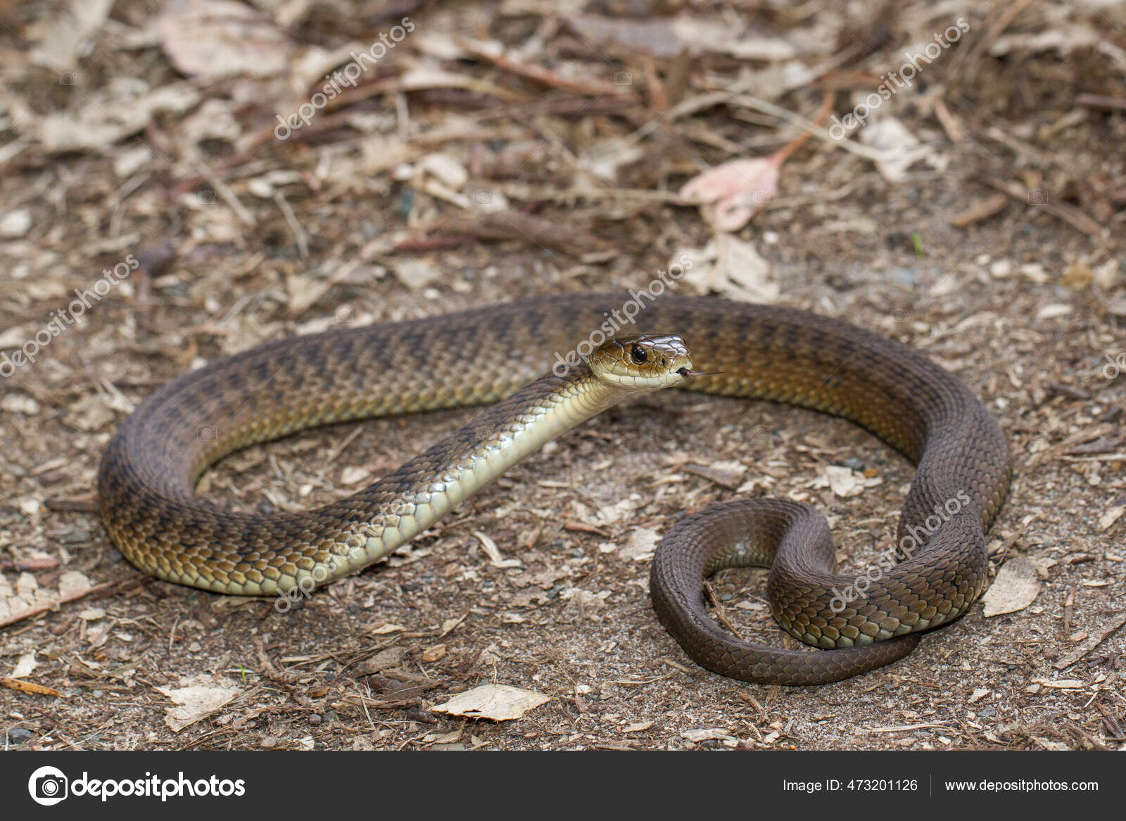 Rough Scaled Snake Clarence River Snake — Stock Photo © kengriffiths ...
