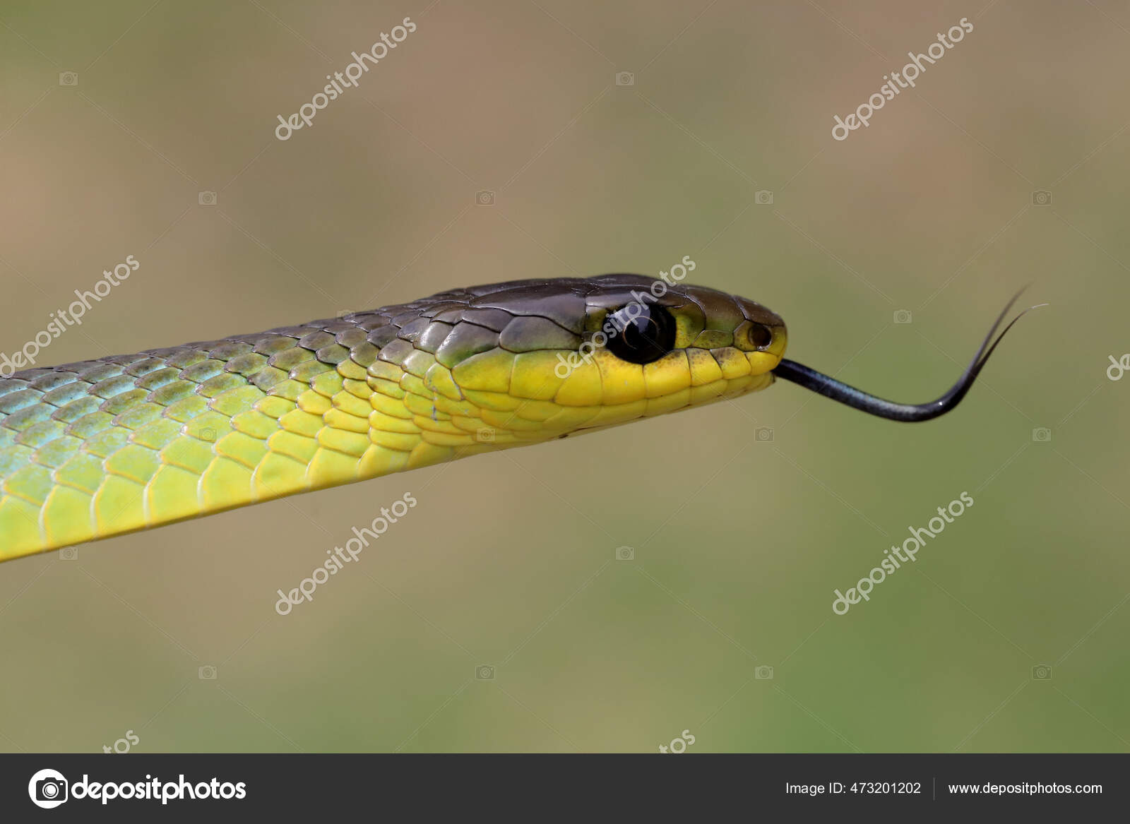 Common Tree Snake Tasting Air It's Tongue — Stock Photo © kengriffiths ...