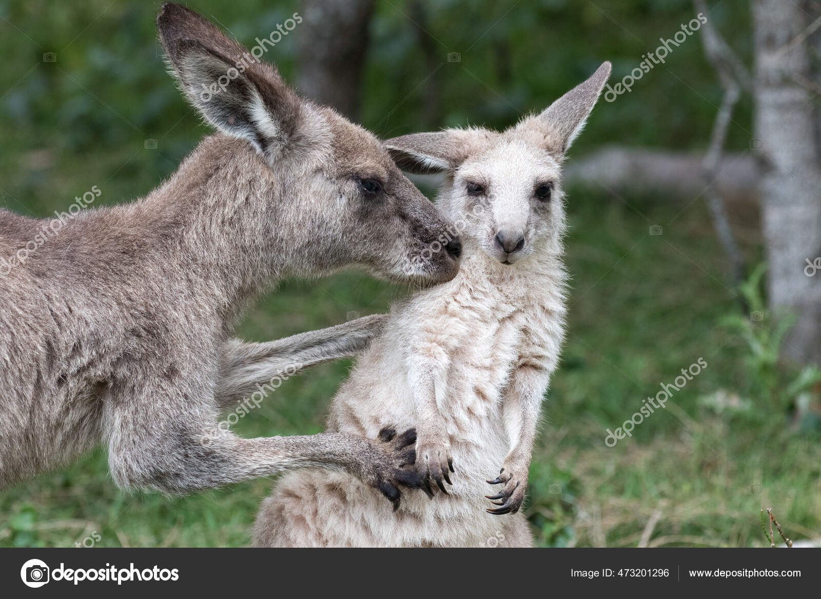 Eastern Grey Kangaroo Joey — Stock Photo © kengriffiths.live.com #473201296