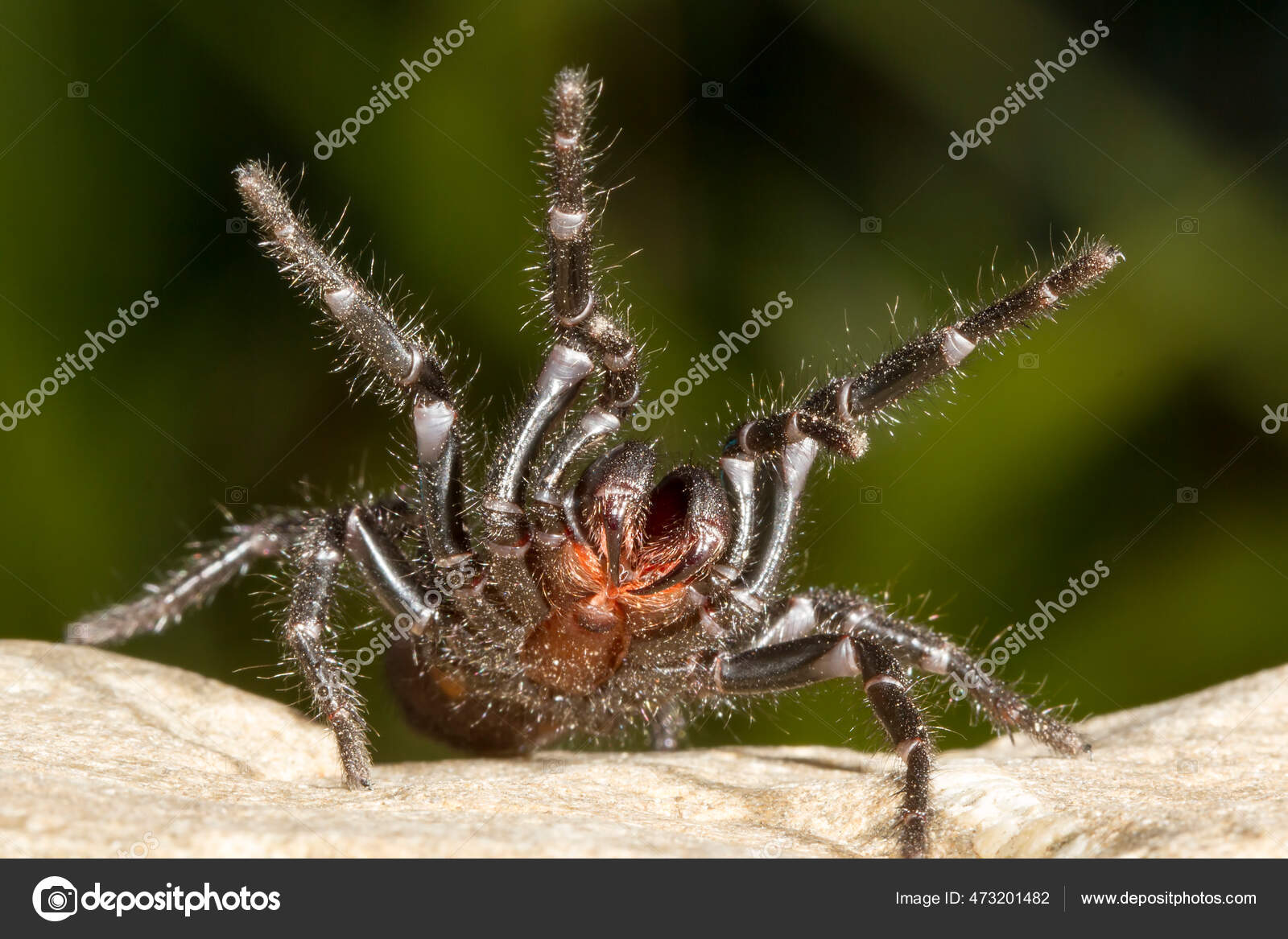 Sydney Funnel Web Spider Defensive Stance — Stock Photo © kengriffiths ...