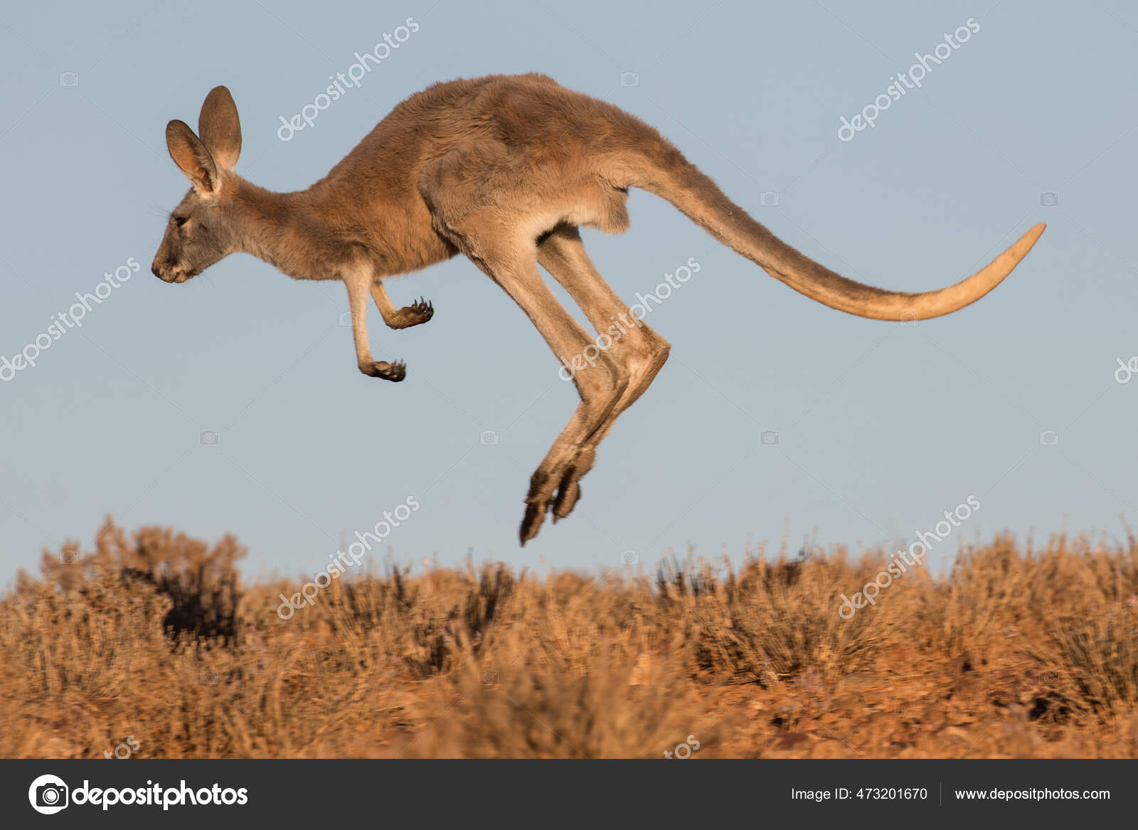 Kangaroo Hopping High