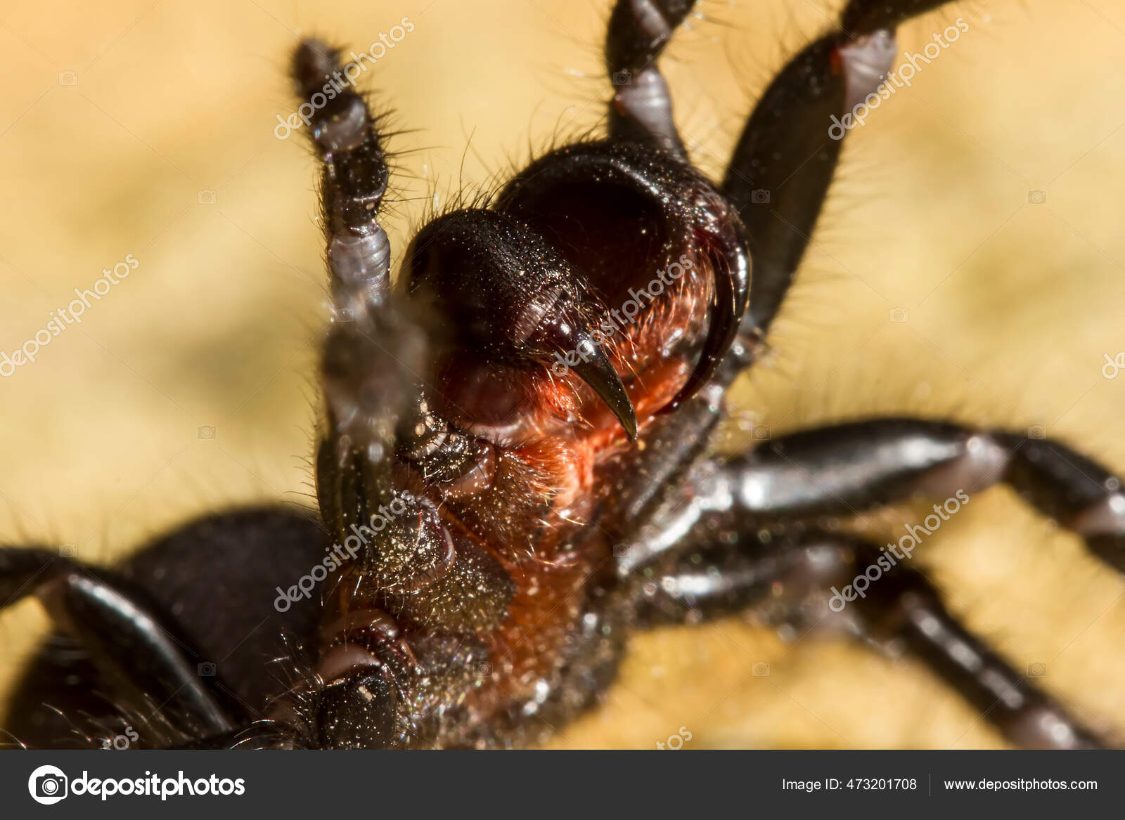 Sydney Funnel Web Spider Defensive Stance — Stock Photo © kengriffiths ...