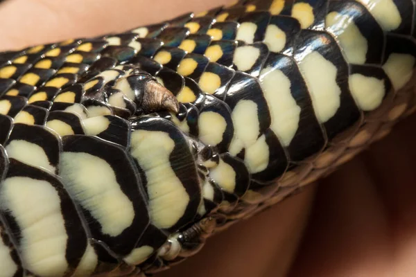 Diamante Python escalación y espolón 2024