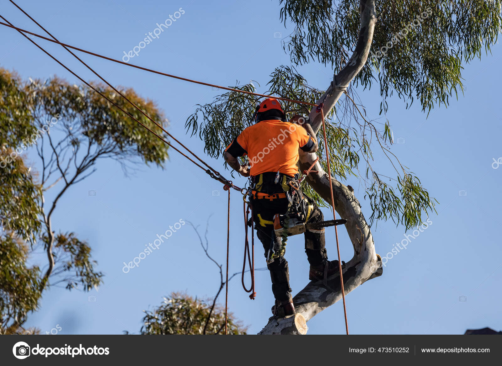 Tree Lopper Removing Branches Eucalypt Tree — Stock Editorial Photo ...