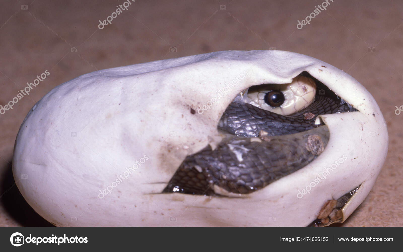 Snake Embryo