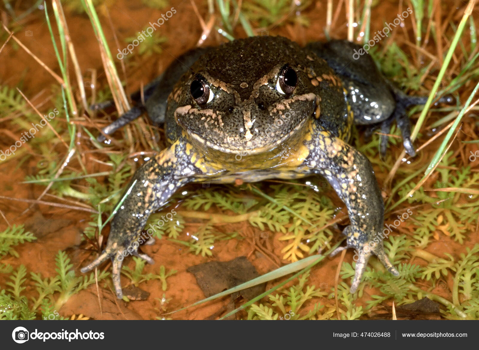 Eastern Banjo Frog Flooded Pond — Stock Photo © kengriffiths.live.com ...