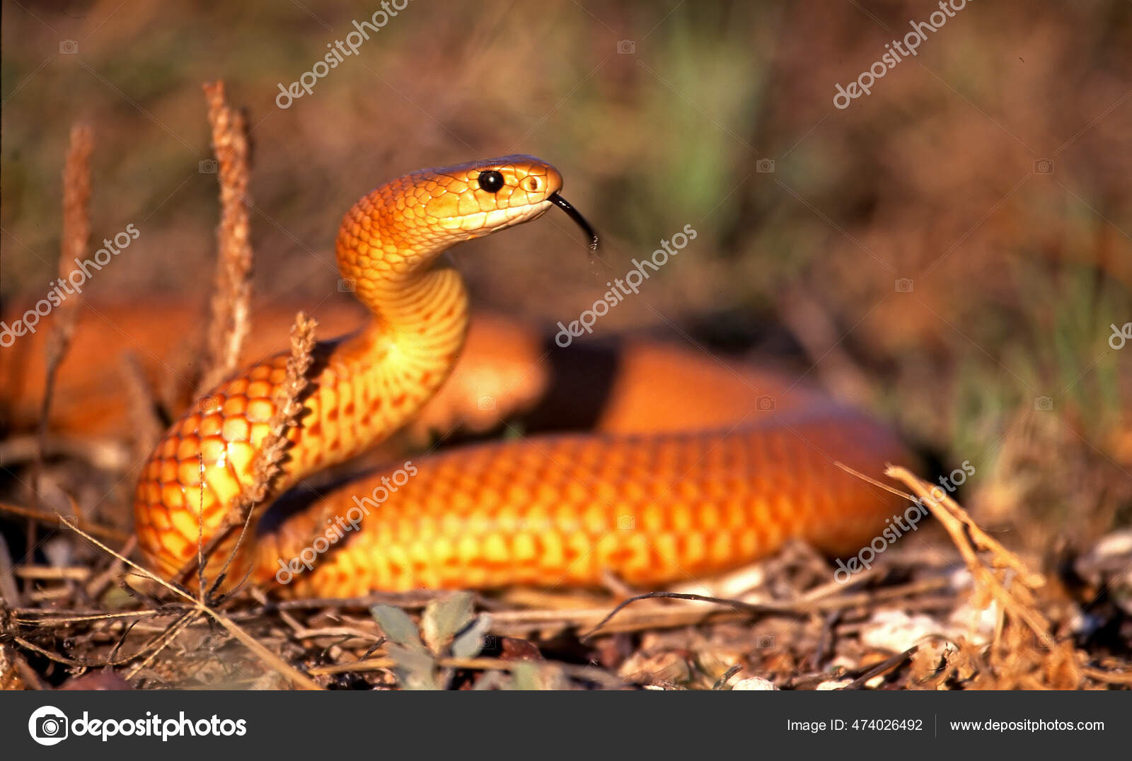 Australian Highly Venomous Eastern Brown Snake — Stock Photo ...