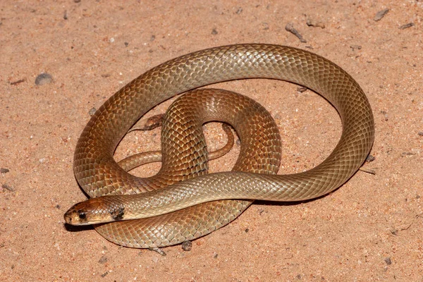 Egyptian cobra Stock Photos, Royalty Free Egyptian cobra Images ...