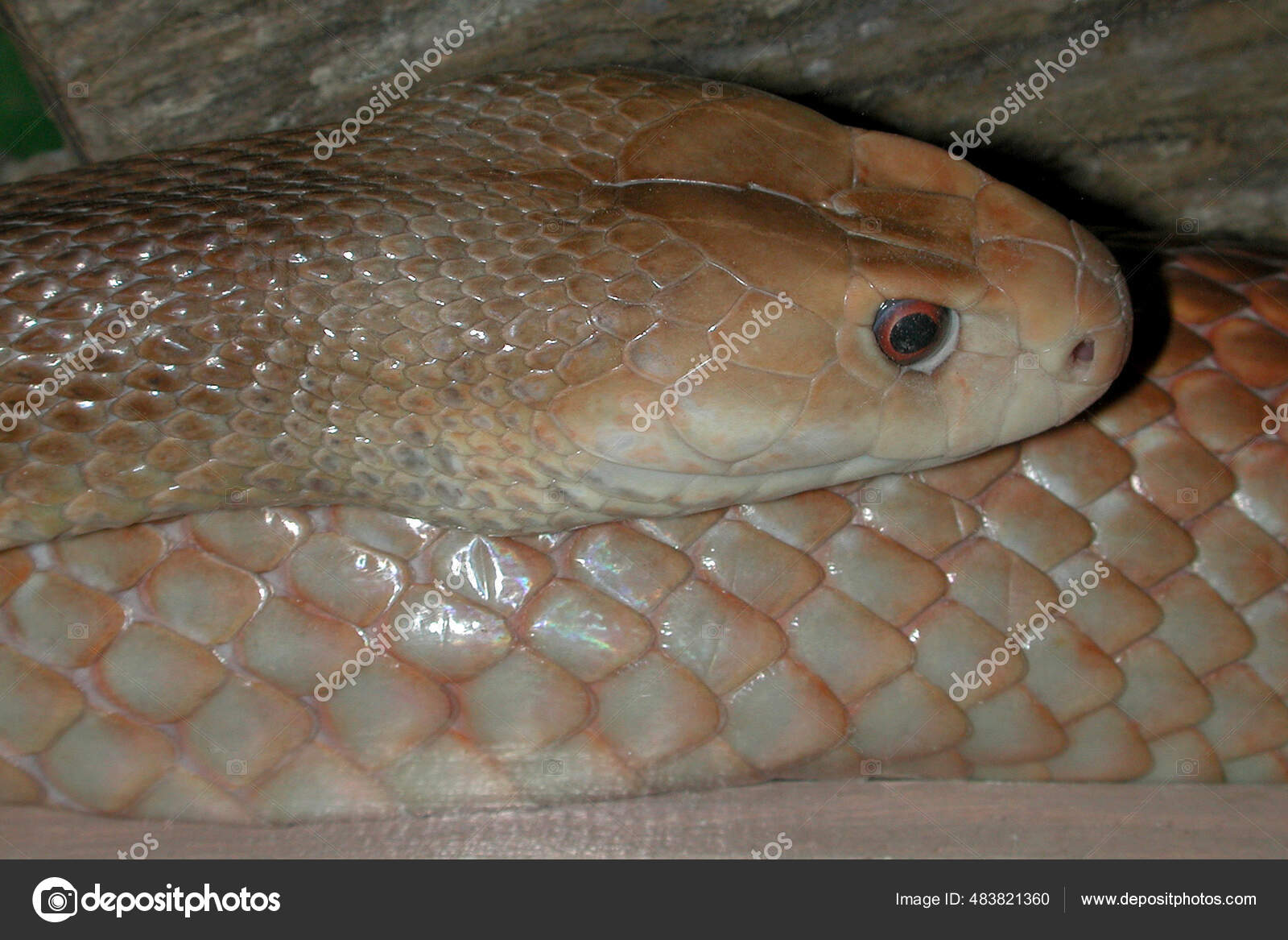 Coastal Taipan