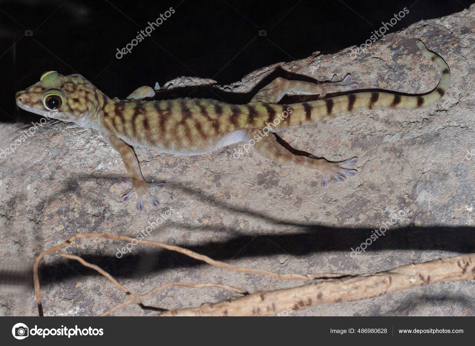 Australian Giant Cave Gecko Rock — Stock Photo © kengriffiths.live.com ...