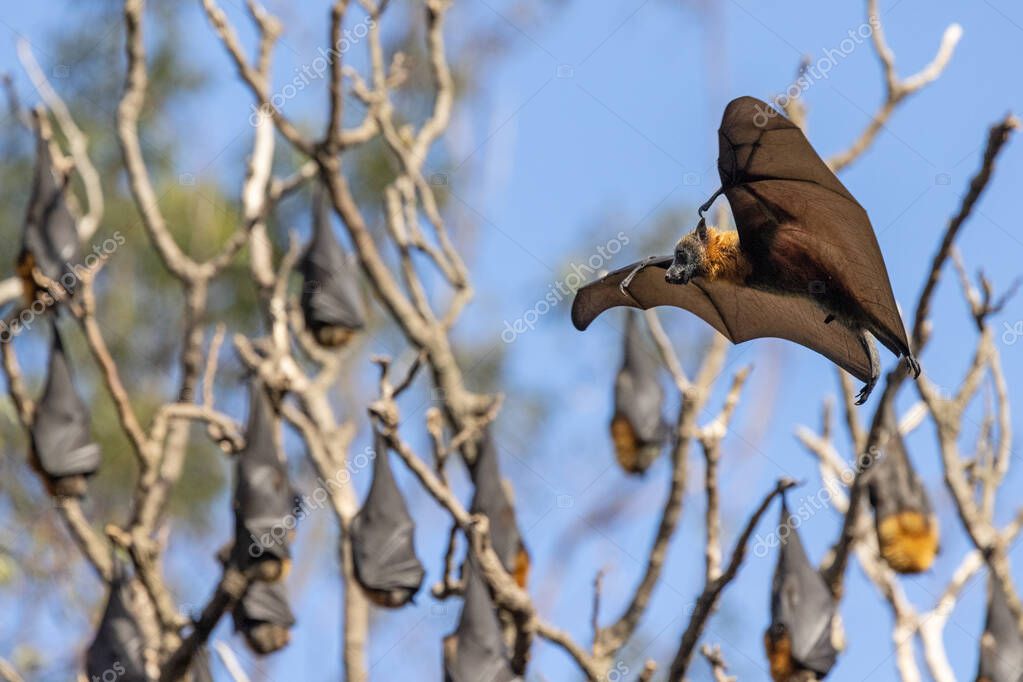 Zorro volador de cabeza gris volando hacia la colonia de murciélagos 2022