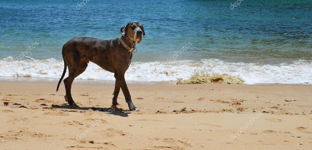 Great Dane on the Beach — Stock Photo © fstopphotography #77227100