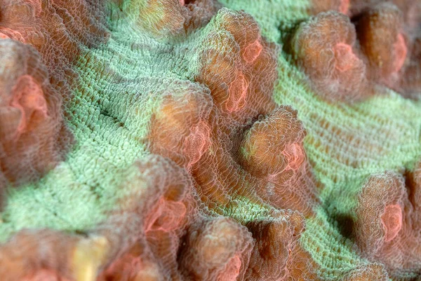 Perfect detail microscope Stock Photos, Royalty Free Perfect detail ...