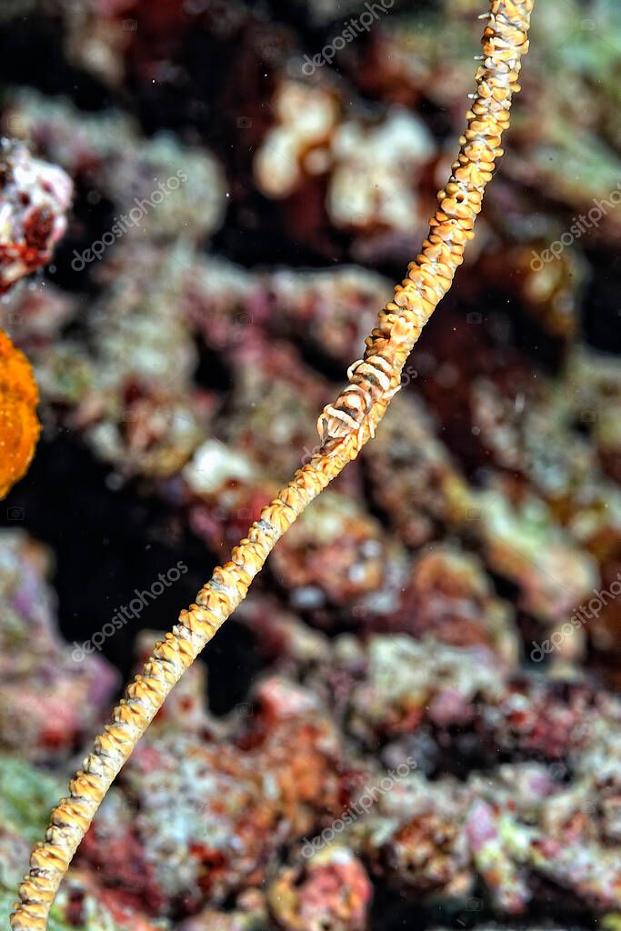 Una foto de un camarón compañero látigo de coral en un látigo de coral 2022