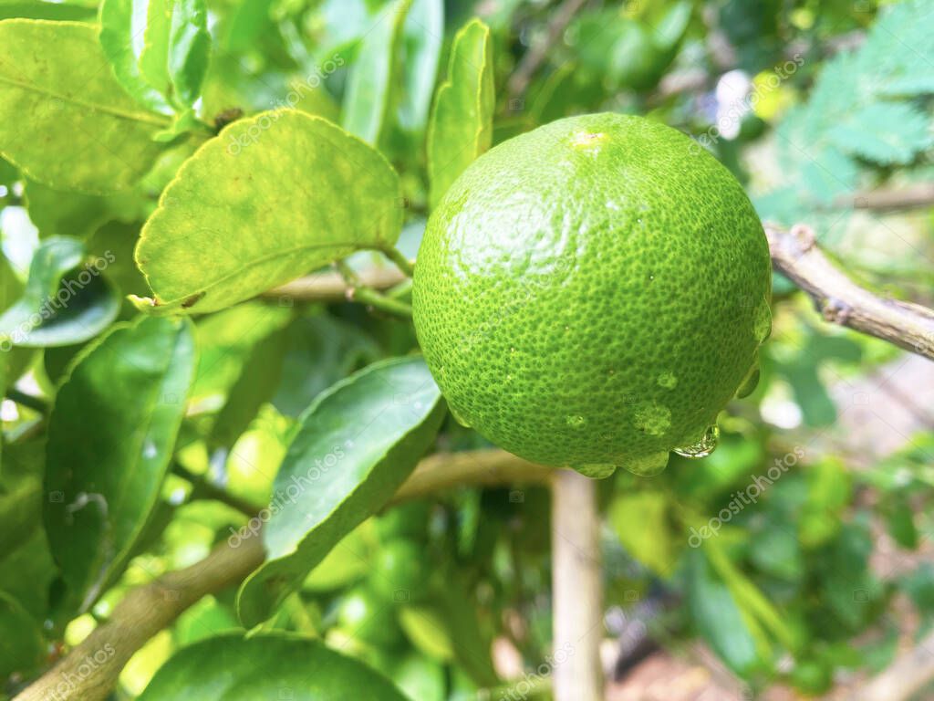 todo limón fresco en las ramas del limonero. Tiene hojas verdes como ...