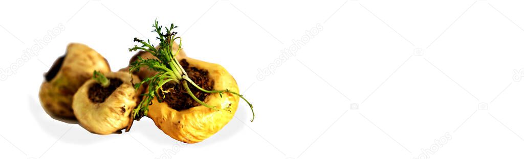 Maca. Raíz peruana para vitalidad, energía y salud. Maca Peruana Blanca ...