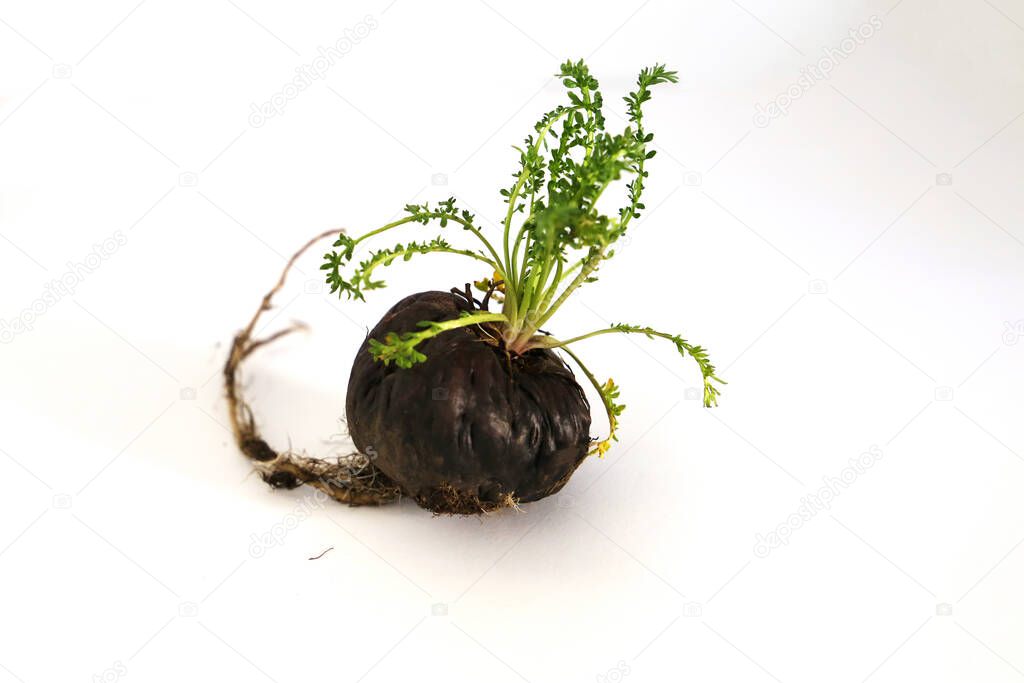 Maca. Raíz peruana para vitalidad, energía y salud. Maca Peruana Negra ...