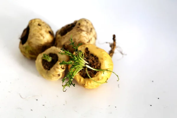 Maca roots Stock Photos, Royalty Free Maca roots Images | Depositphotos