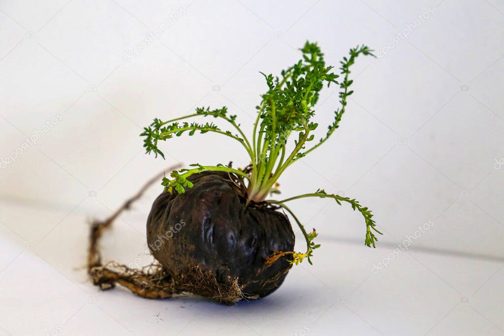 Maca. Raíz peruana para vitalidad, energía y salud. Maca Peruana Negra ...