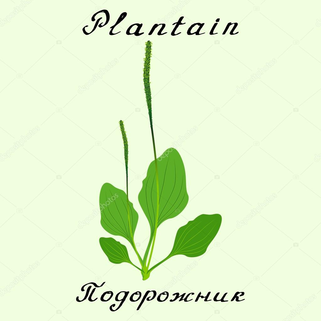 Plantain. Vector drawing and hand-lettering Stock Vector Image by ...