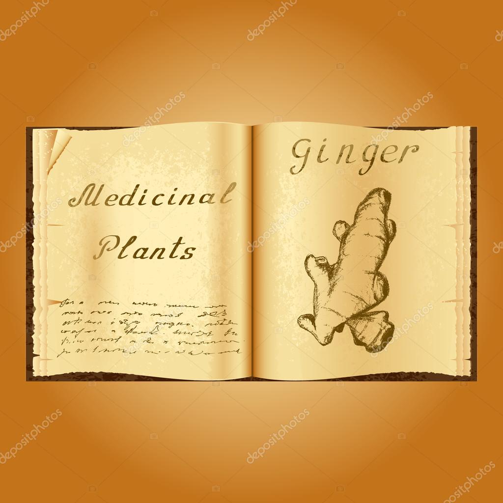 Ginger. Botanical illustration. Medical plants. Book herbalist. Old ...