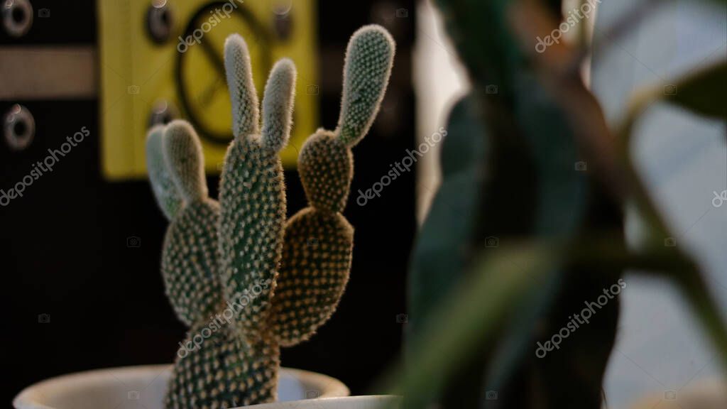 El mini cactus en la olla se ve lindo con espinas suaves que embellece ...