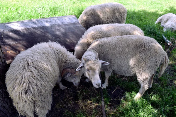 Sheep roast Stock Photos, Royalty Free Sheep roast Images | Depositphotos