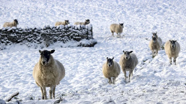 Sheep snow Stock Photos, Royalty Free Sheep snow Images | Depositphotos