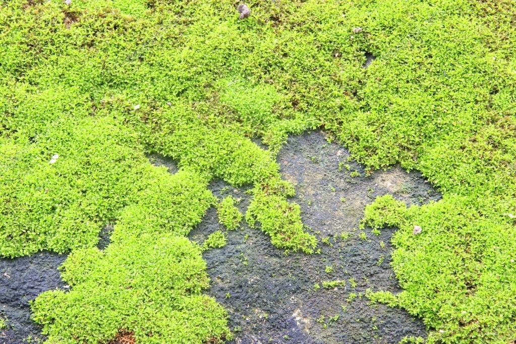 Moss Plant Texture