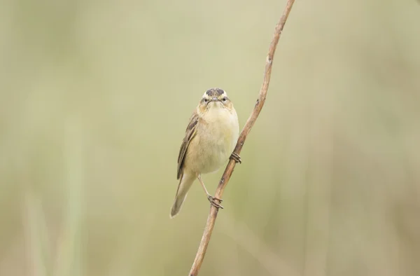 Sedge warbler perched on a single twig - Stock Image - Everypixel