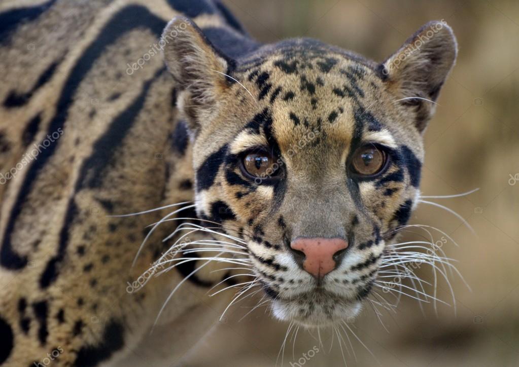 Clouded Leopard Face