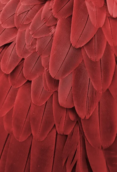Red feathers Stock Photos, Royalty Free Red feathers Images | Depositphotos