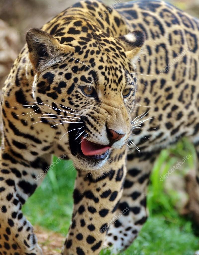 Jaguar — Foto de stock #77428792 © MichaelFitzsimmons Jaguar — Foto de stock #77428792 © MichaelFitzsimmons