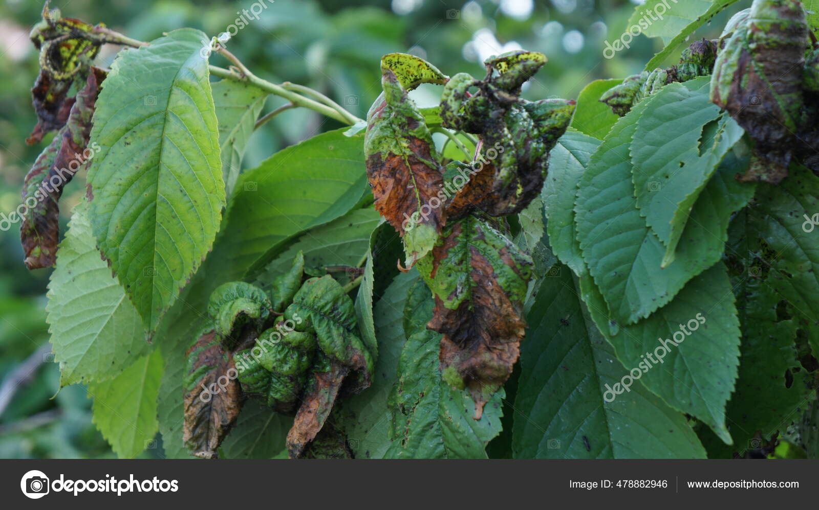 Cherry Tree Affected Pests Aphids Ants Photo — Stock Photo © MartAnna ...