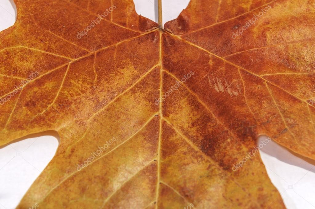 Hoja marrón como símbolo otoñal como concepto temático estacional 2023