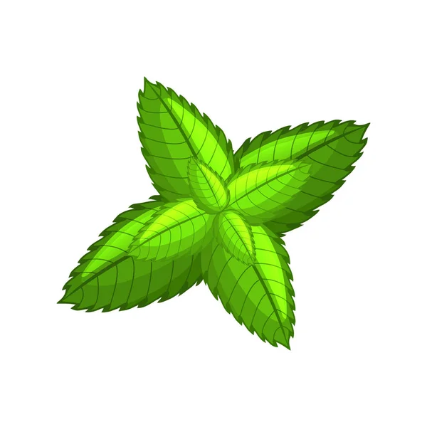 100,000 Peppermint leaf Vector Images | Depositphotos