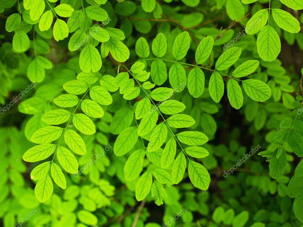Acacia Leaves