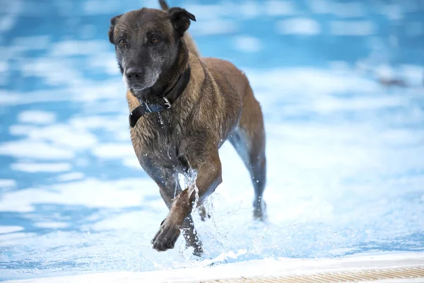 Dos perros en la piscina, pastor belga Malcom: fotografía de stock ...