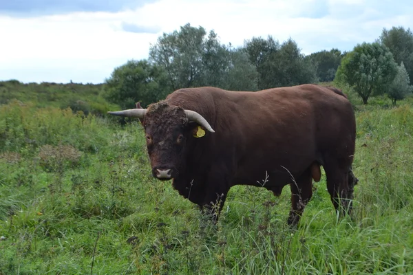 Bull in swamp Stock Photo by ©jamenp 11829015