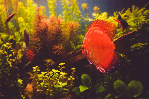 Aquarium plants fish Stock Photos, Royalty Free Aquarium plants fish ...