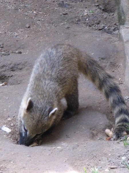 Dead raccoon Stock Photos, Royalty Free Dead raccoon Images | Depositphotos