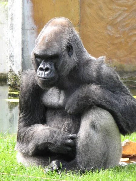 Sad gorilla Stock Photos, Royalty Free Sad gorilla Images | Depositphotos